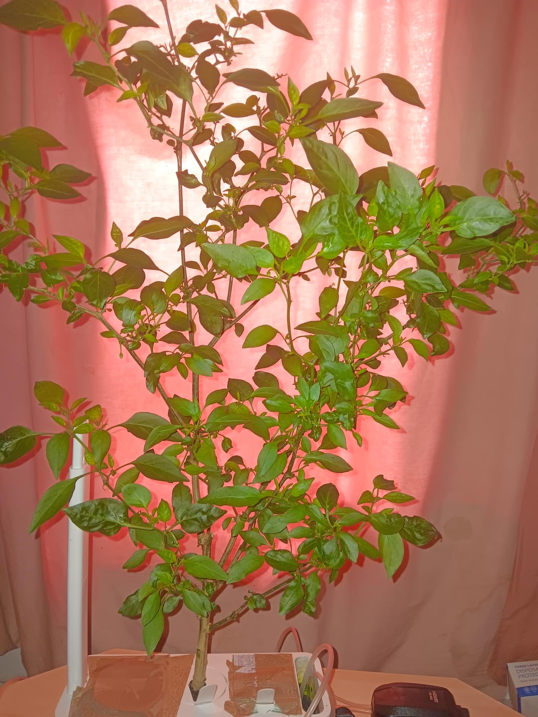 1 Year Old Chilli Plant In Click & Grow Hydroponic System - Chili Chili