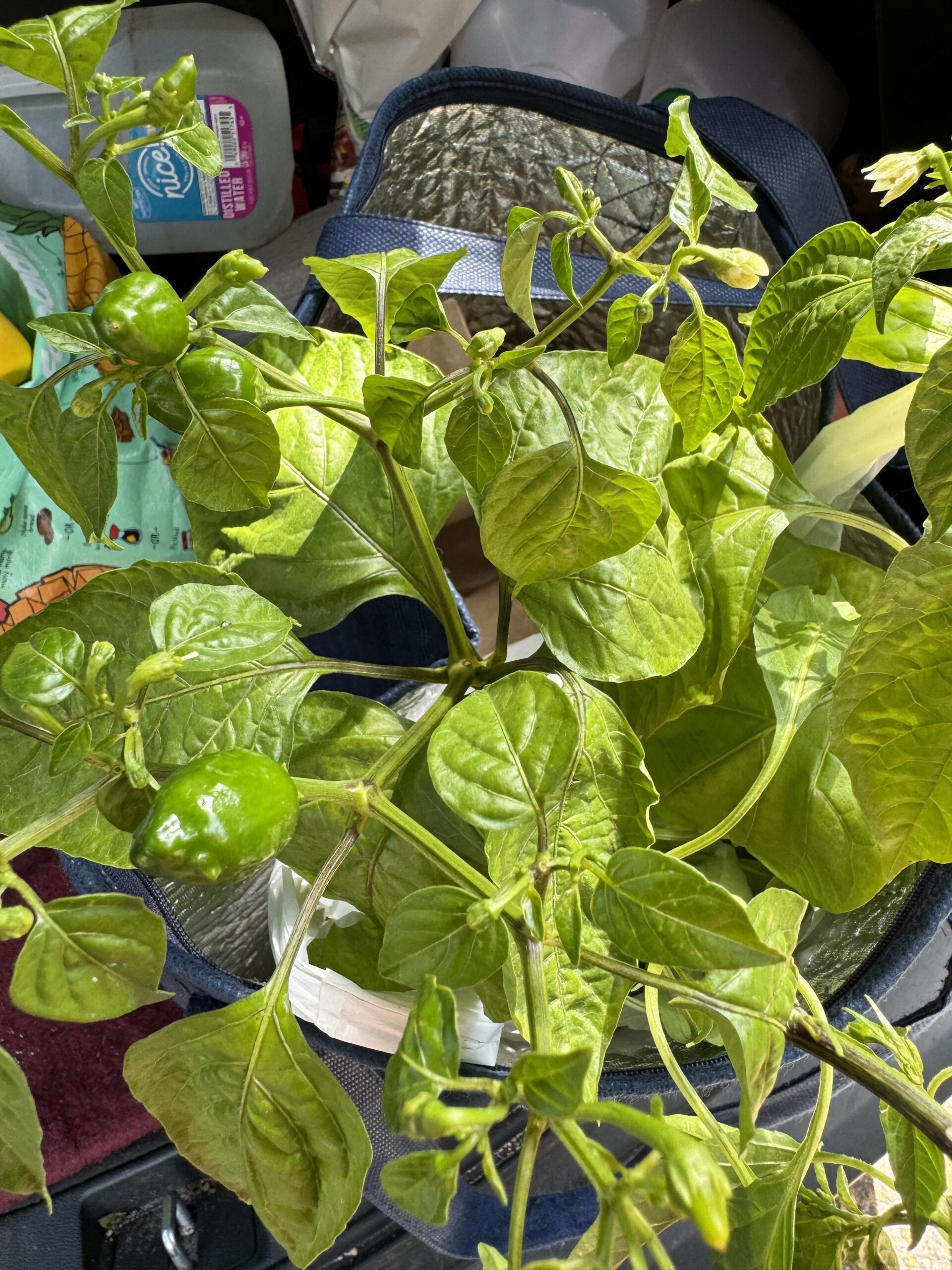 Advice on these root bound plants - Chili Chili