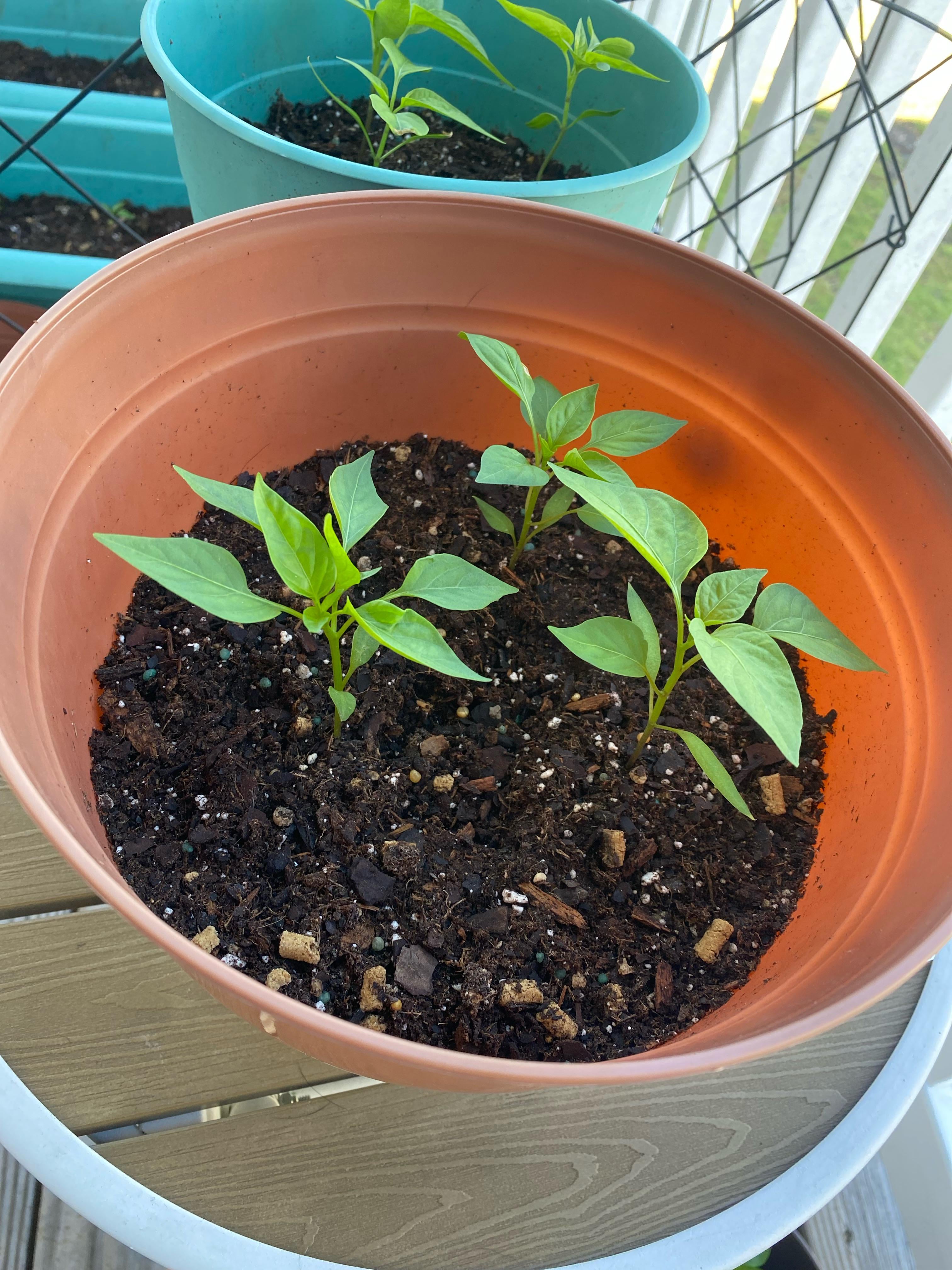 Repotting deeper soil - Chili Chili