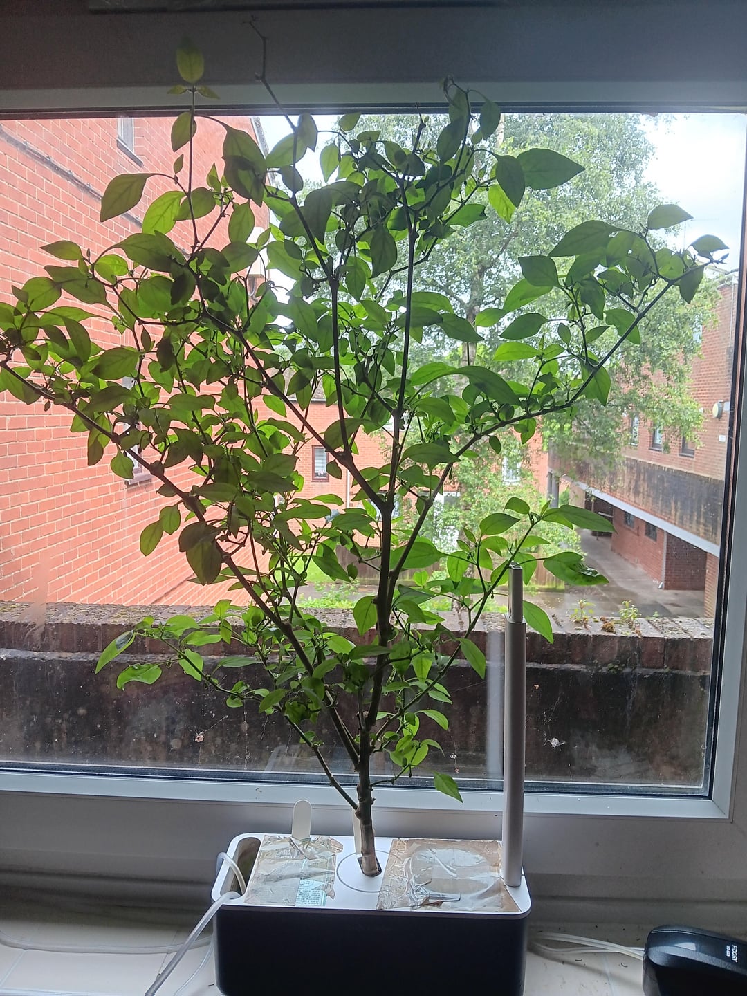 1 Year Old Chilli Plant In Click & Grow Hydroponic System - Chili Chili