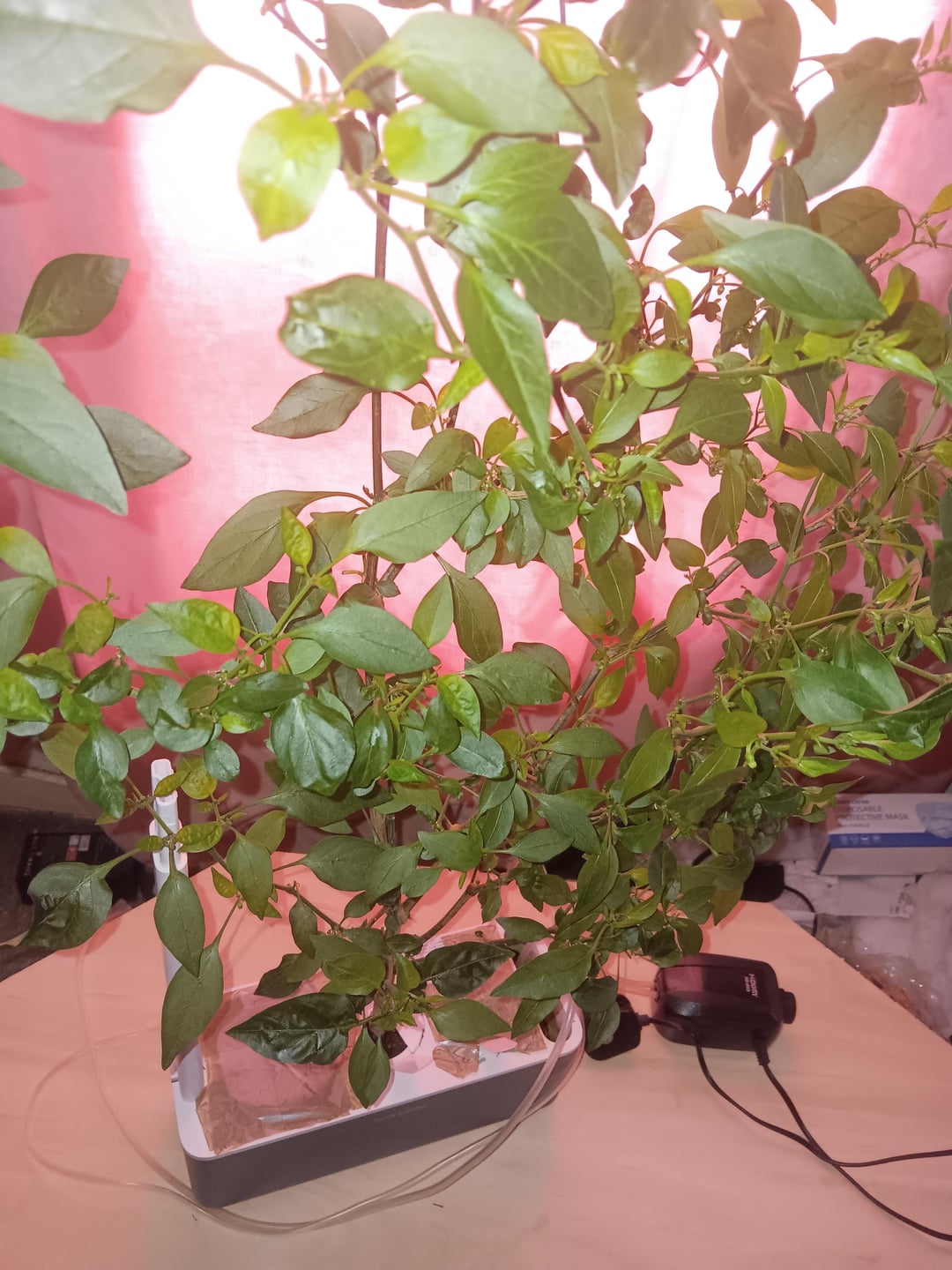 1 Year Old Chilli Plant In Click & Grow Hydroponic System - Chili Chili