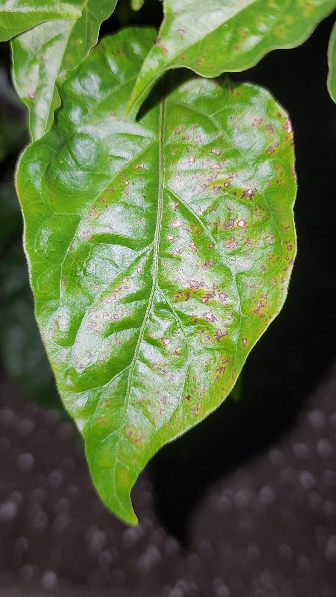 Leaf Problems - Chili Chili