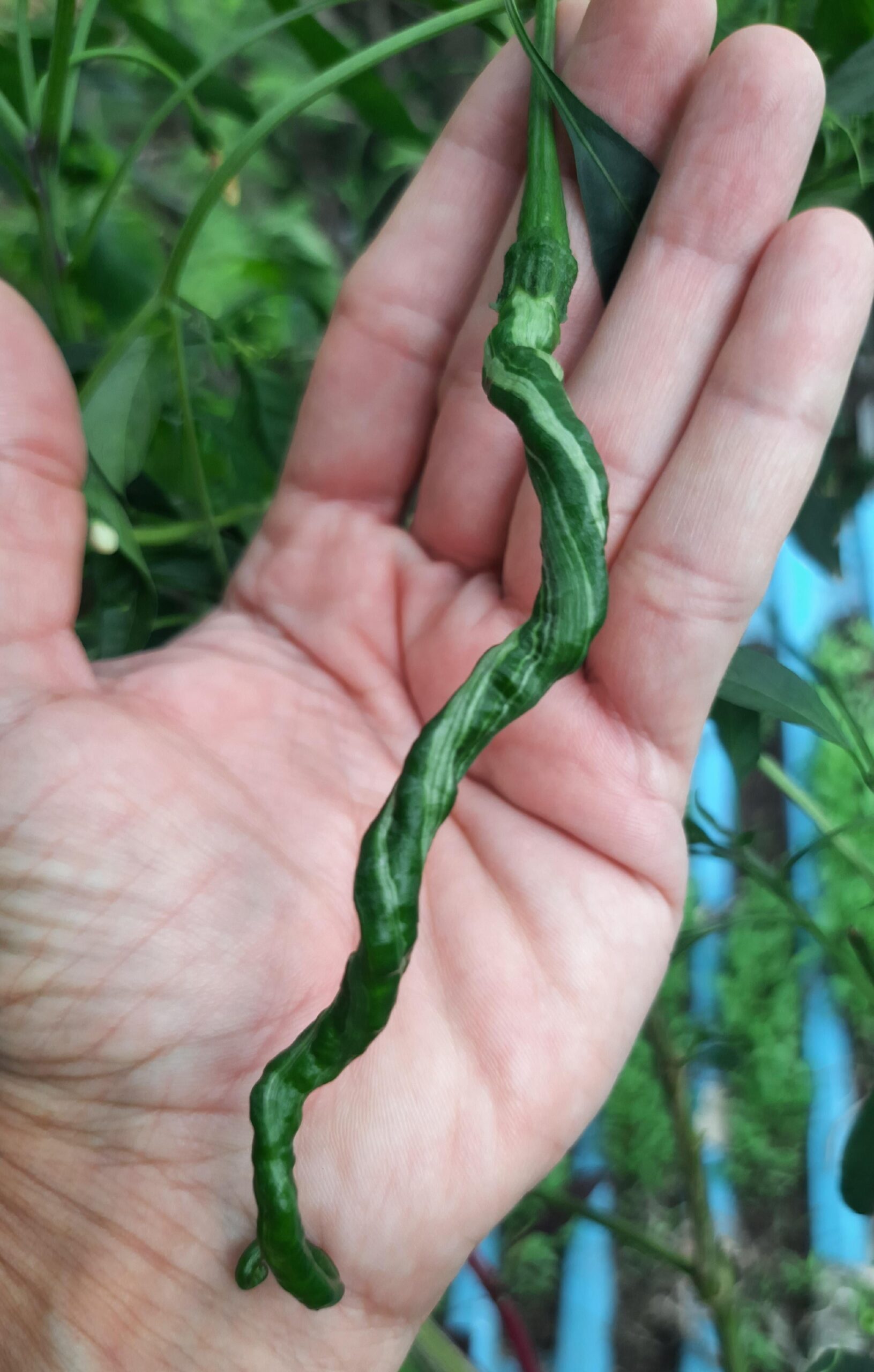 Sudden variegation in Cabai Kopay..details in comment - Chili Chili