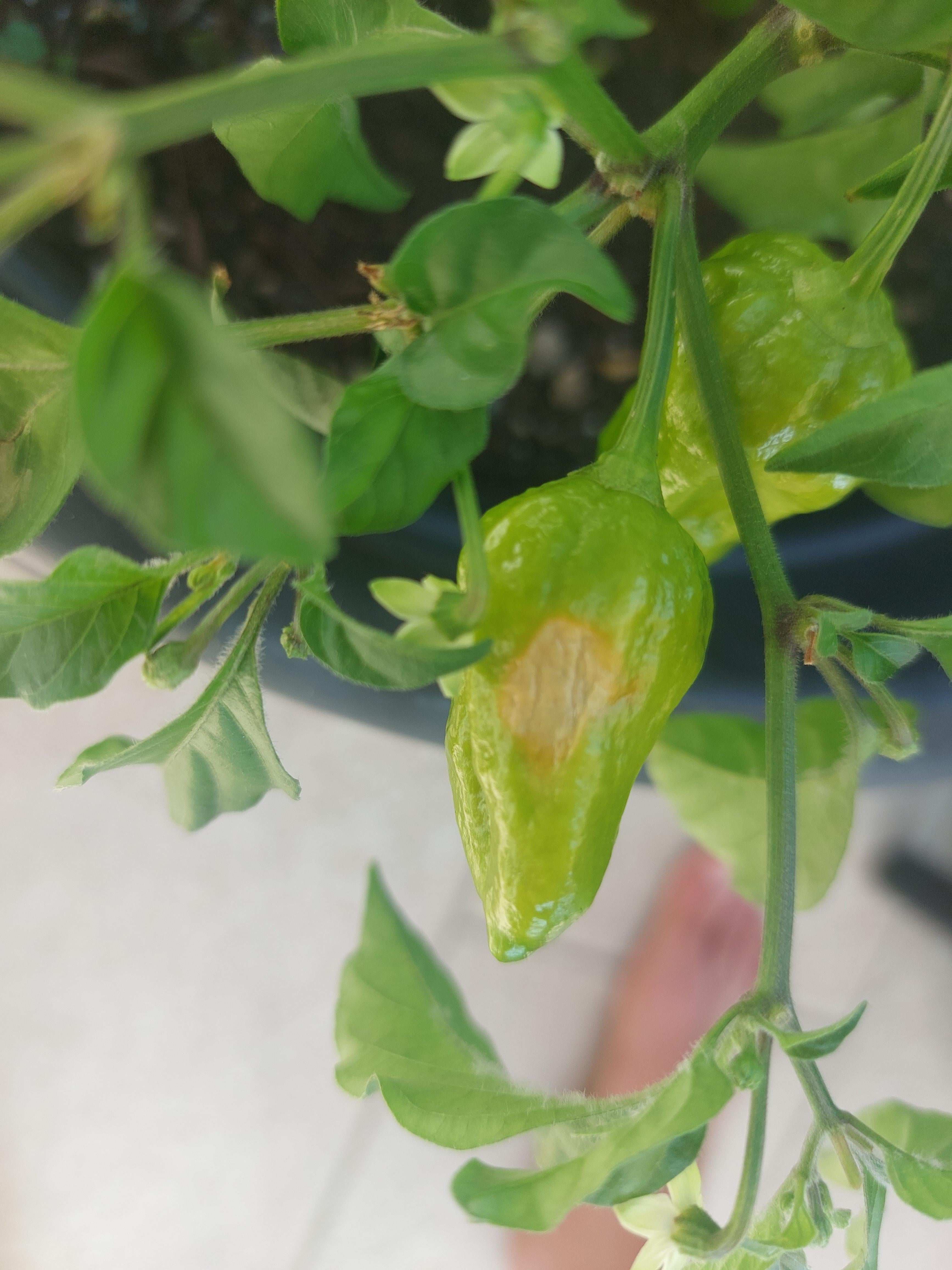 Brown spots on my peppers - Chili Chili