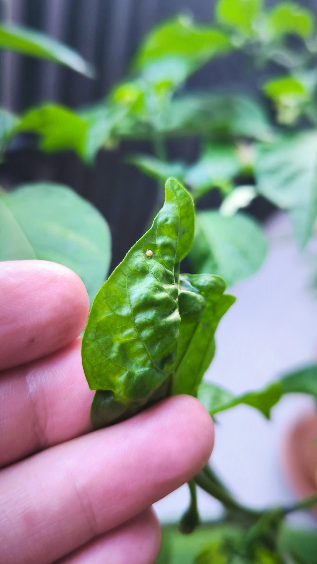 What are these and how do i get rid of them? - Chili Chili