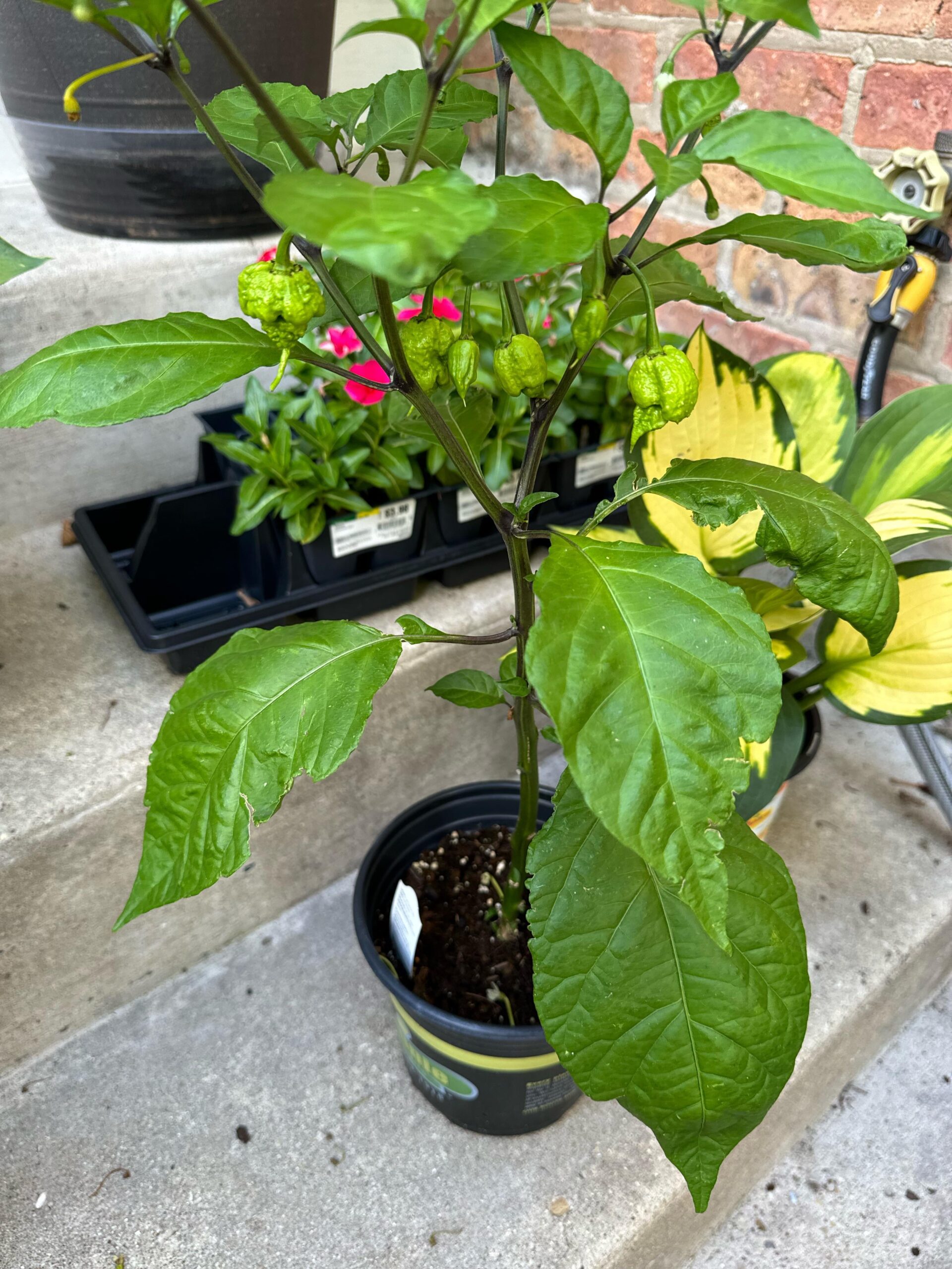 A Carolina reaper plant from Sam’s Club. - Chili Chili