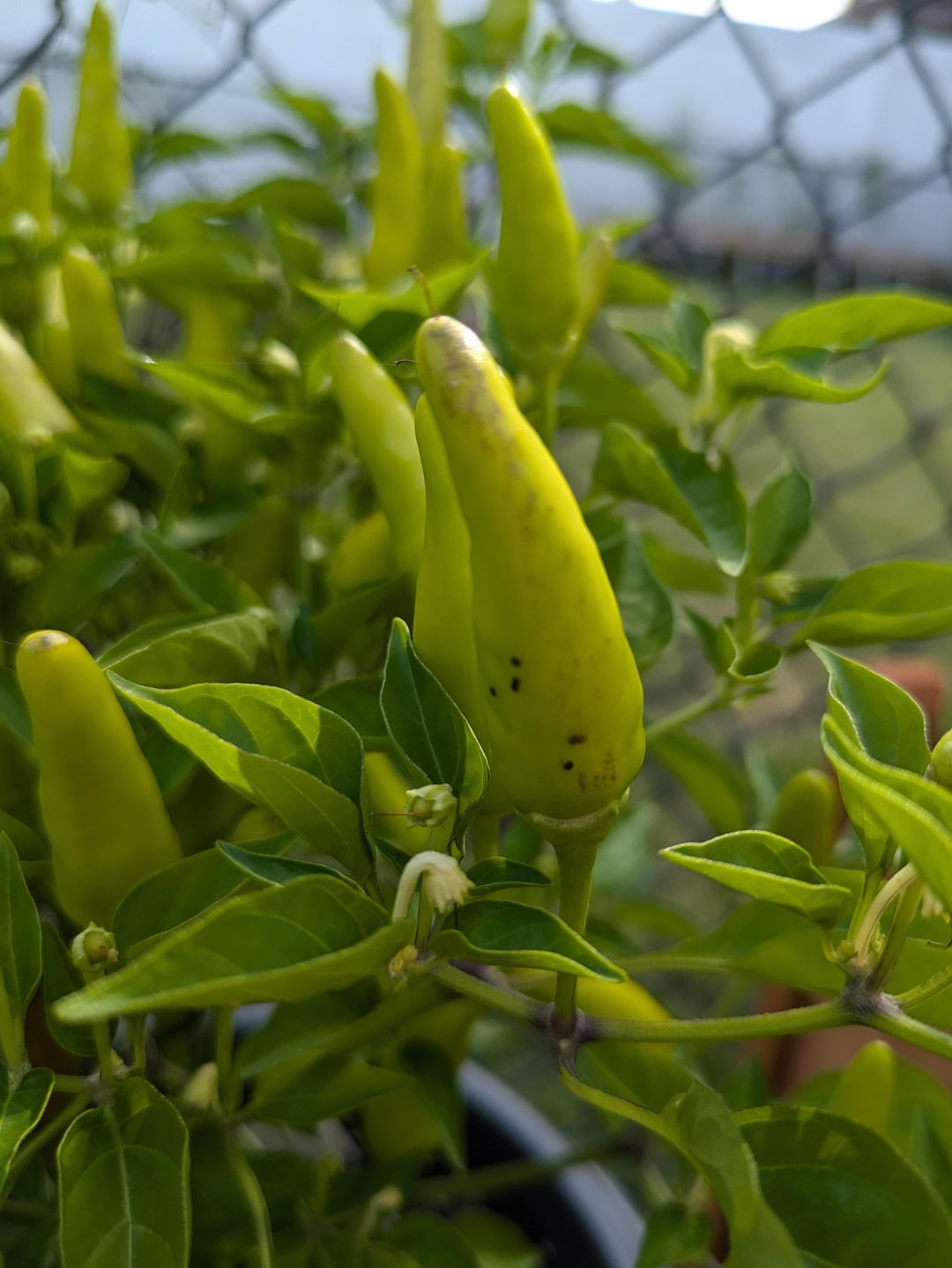 Are these marks on my Tabasco peppers normal? - Chili Chili