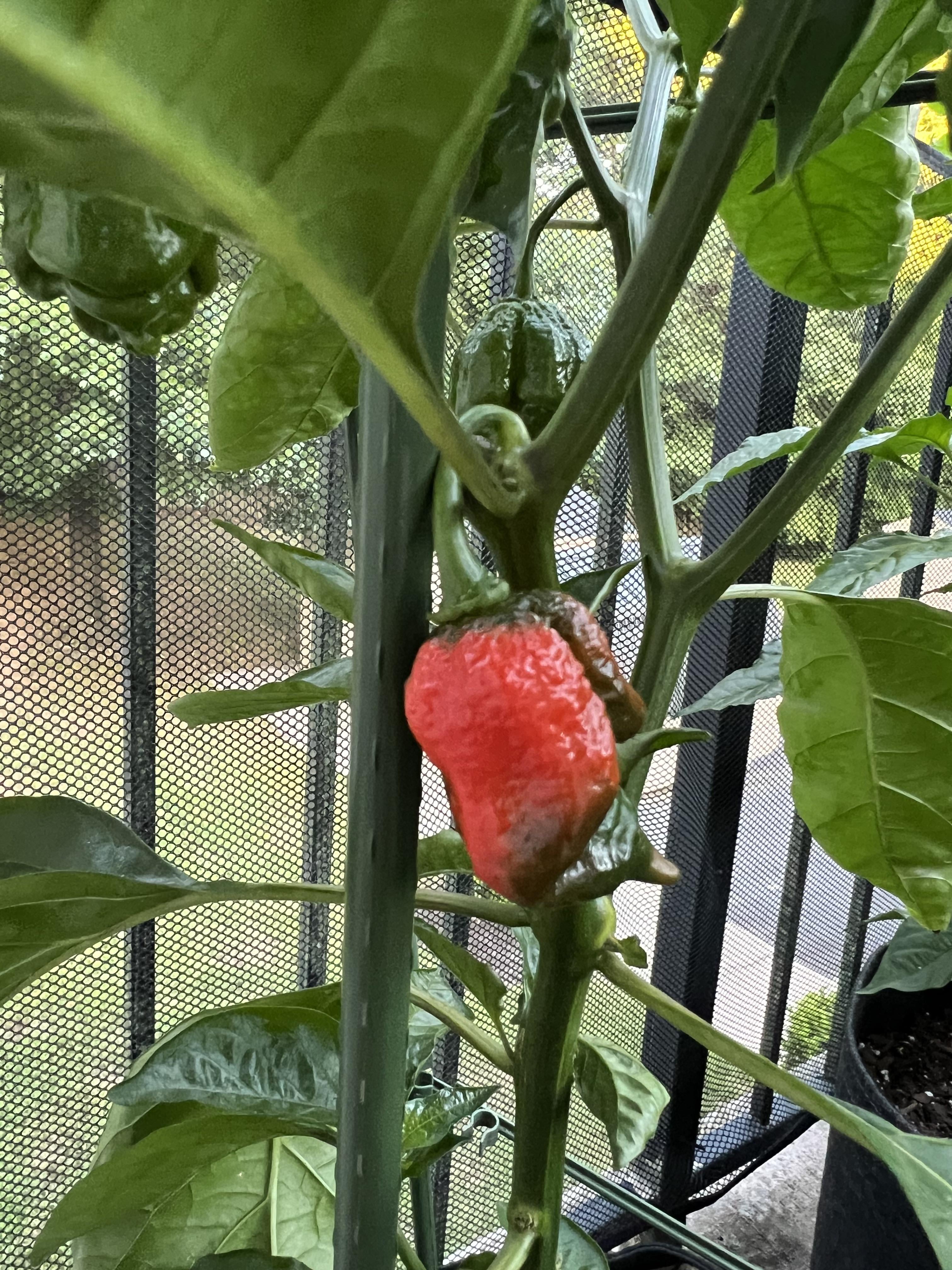 Armageddon Peppers Finally Ripening - Chili Chili