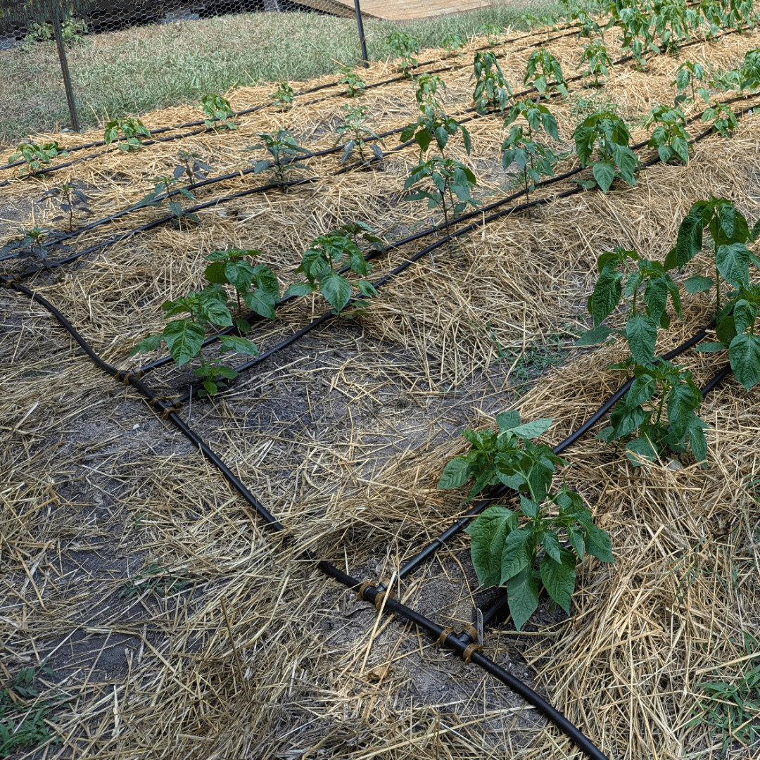 Drip irrigation & hot sauce plans - Chili Chili