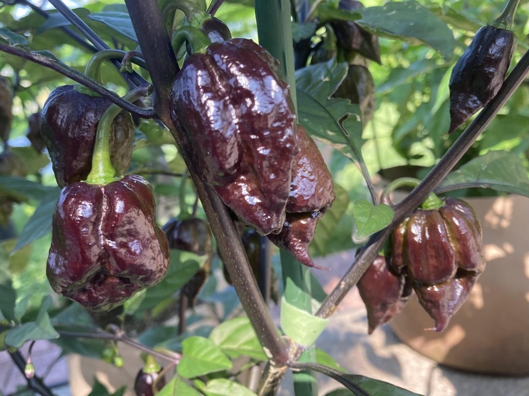 Some photos from my 2024 Pain Forest - Chili Chili