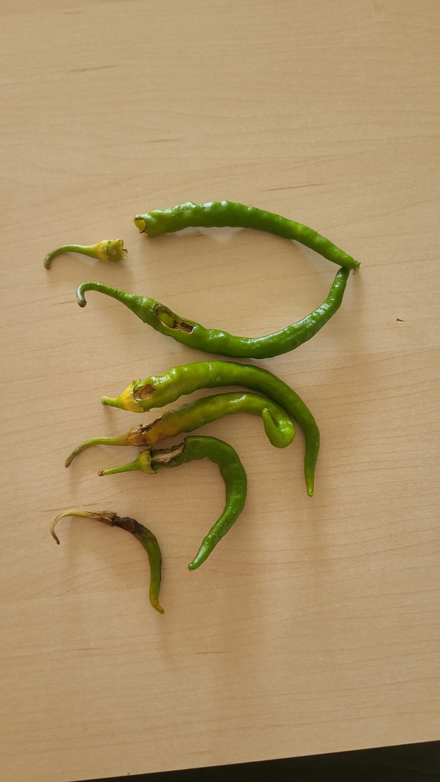Holes in my chillies - Chili Chili