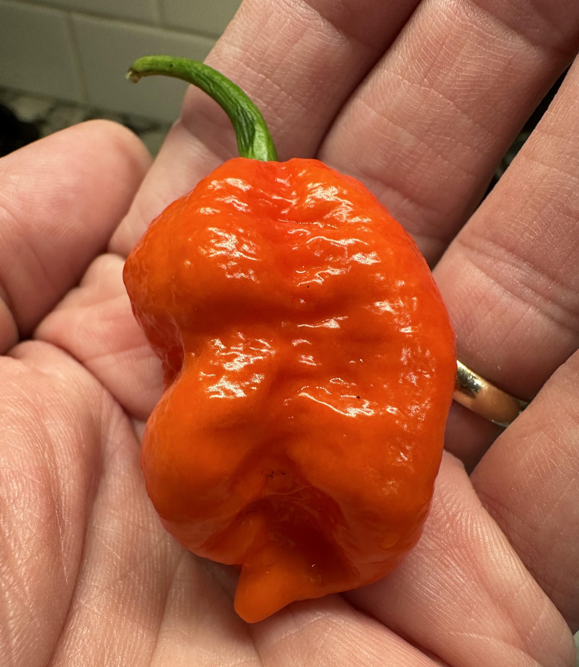 First Armageddon Pepper - Chili Chili