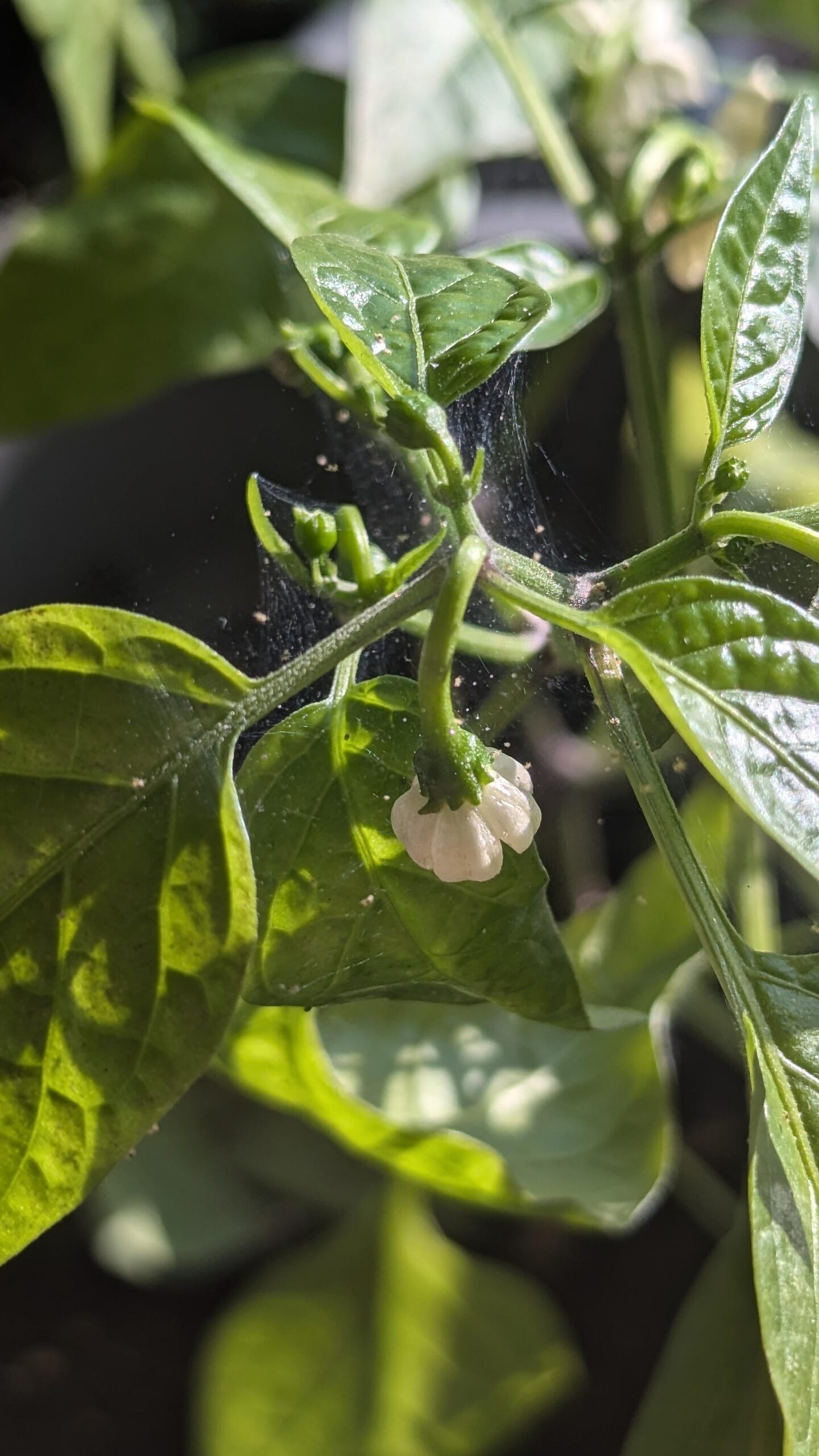 Spider mites on my jalapeno plant? - Chili Chili