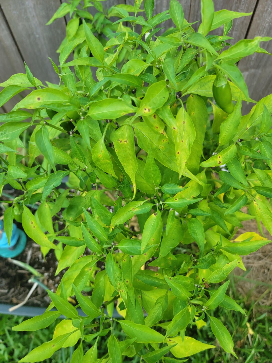 Why are my leaves yellowing and getting brown spots? - Chili Chili