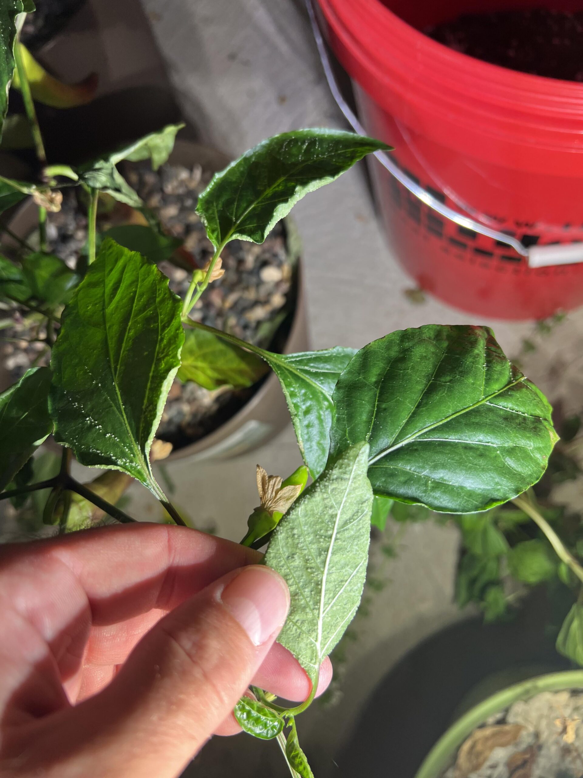 What're these bumps on my pepper leaves? - Chili Chili