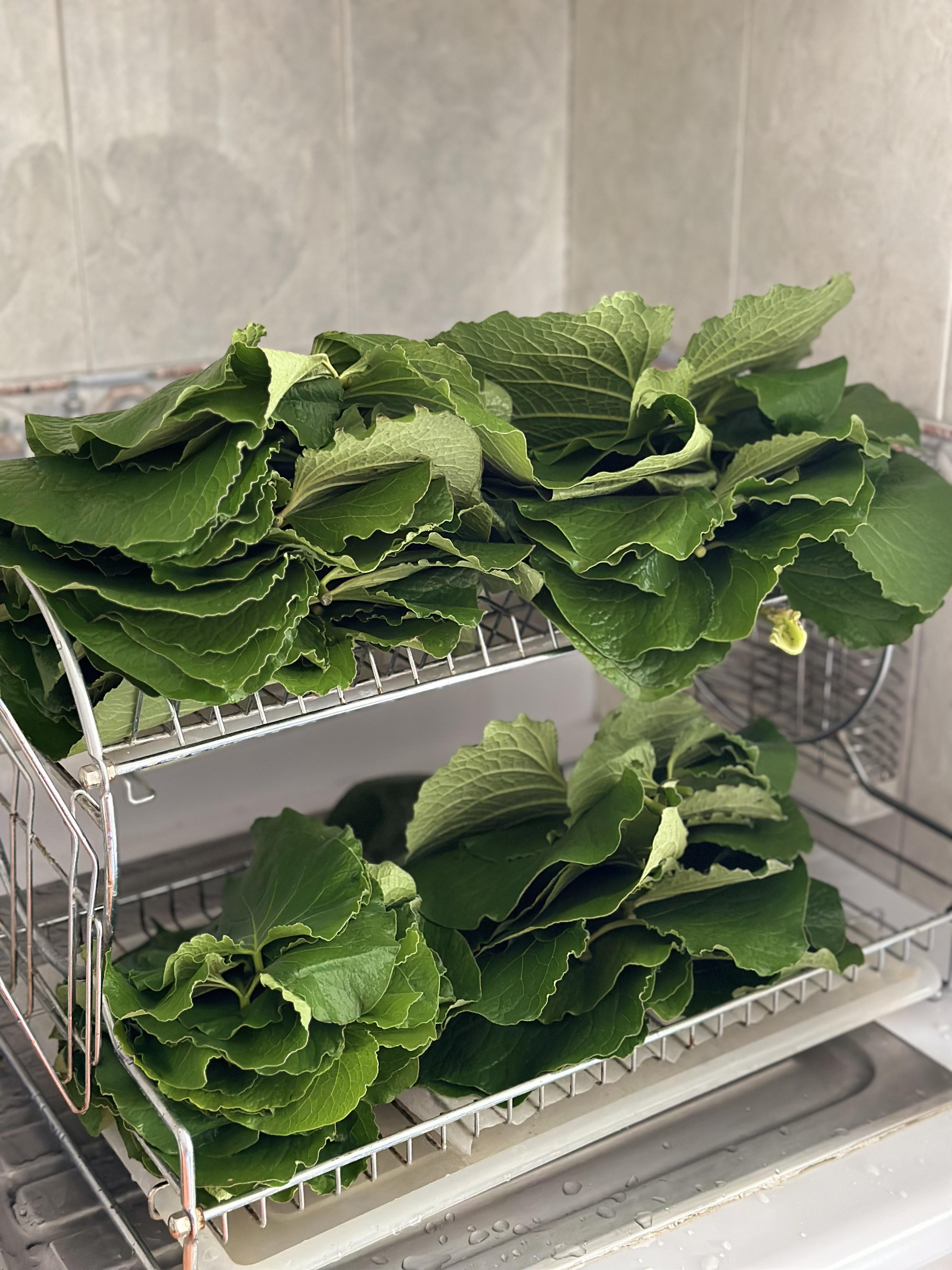 Hoja santa - Chili Chili