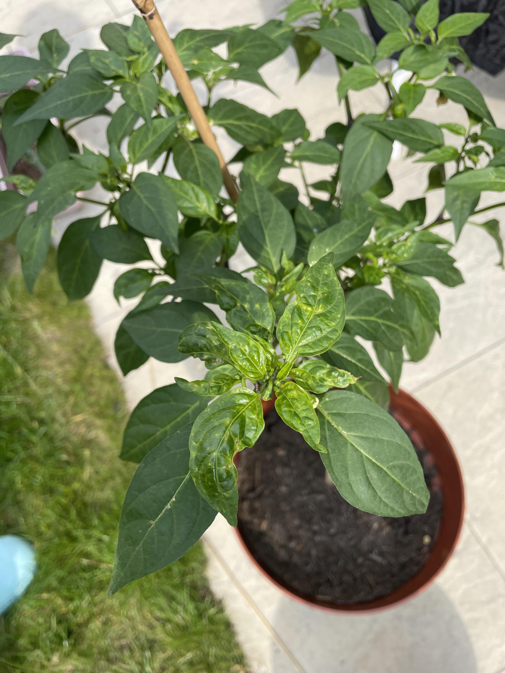 What’s wrong with the leaves? Pest or nutrient deficiency? - Chili Chili
