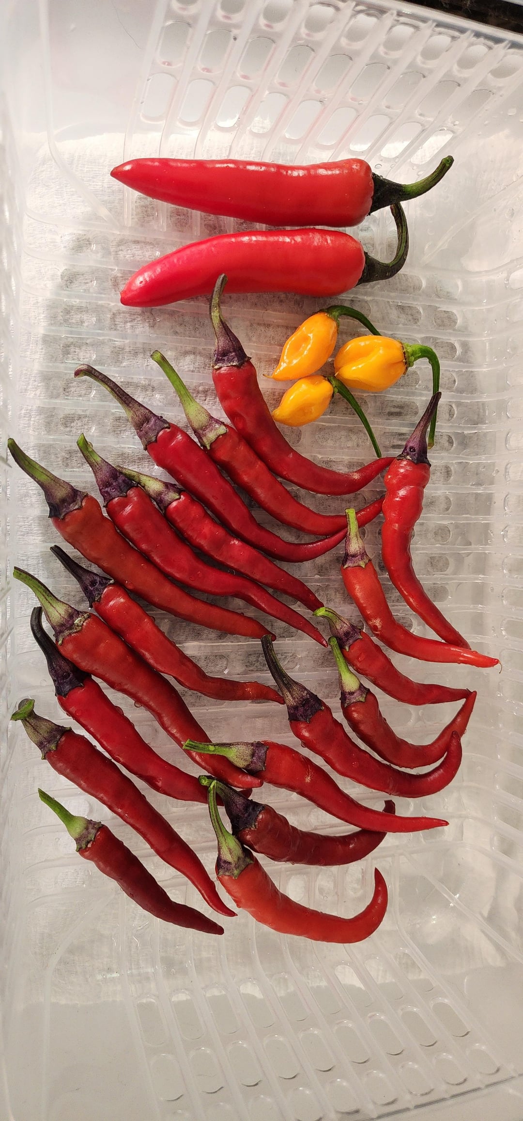 Fermentation time! - Chili Chili