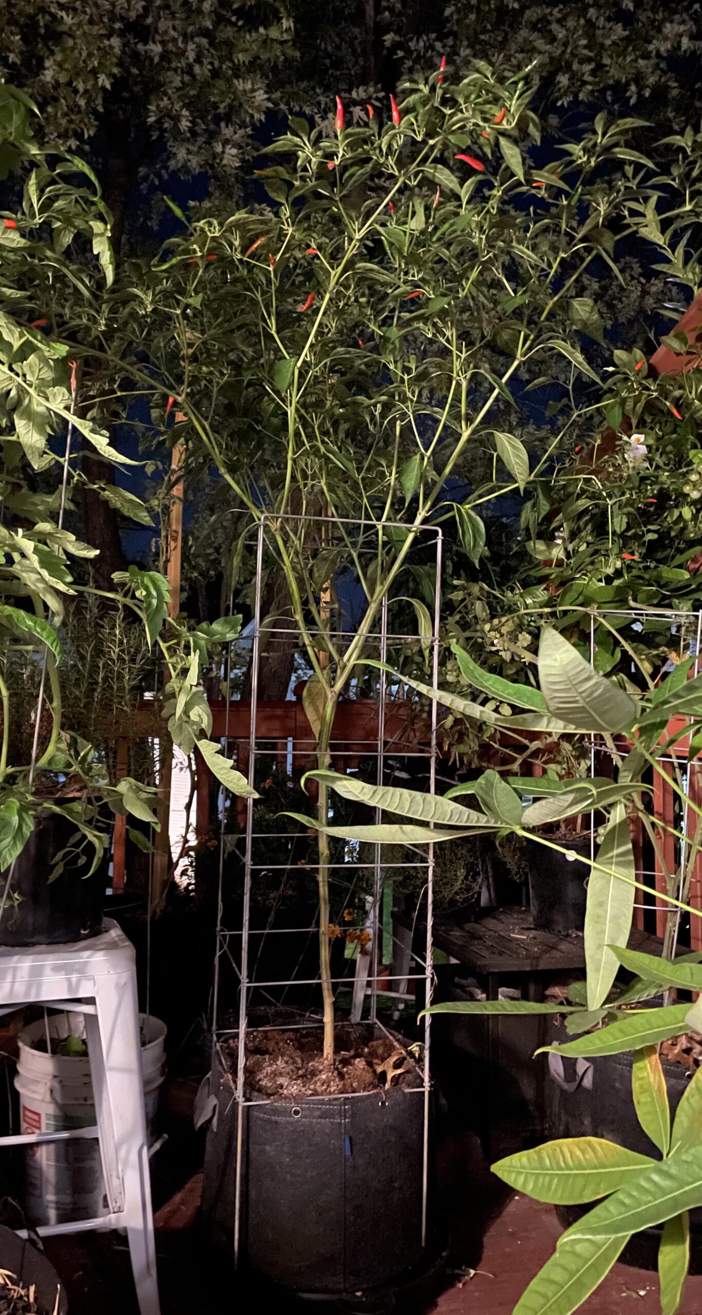 8 ft tall Thai pepper - Chili Chili