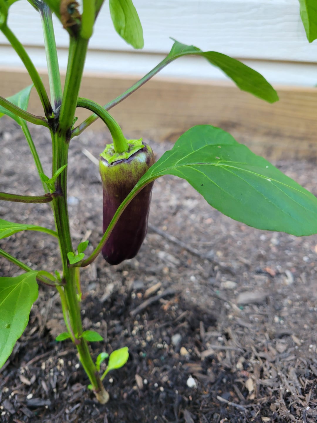 What is this scary pepper? - Chili Chili