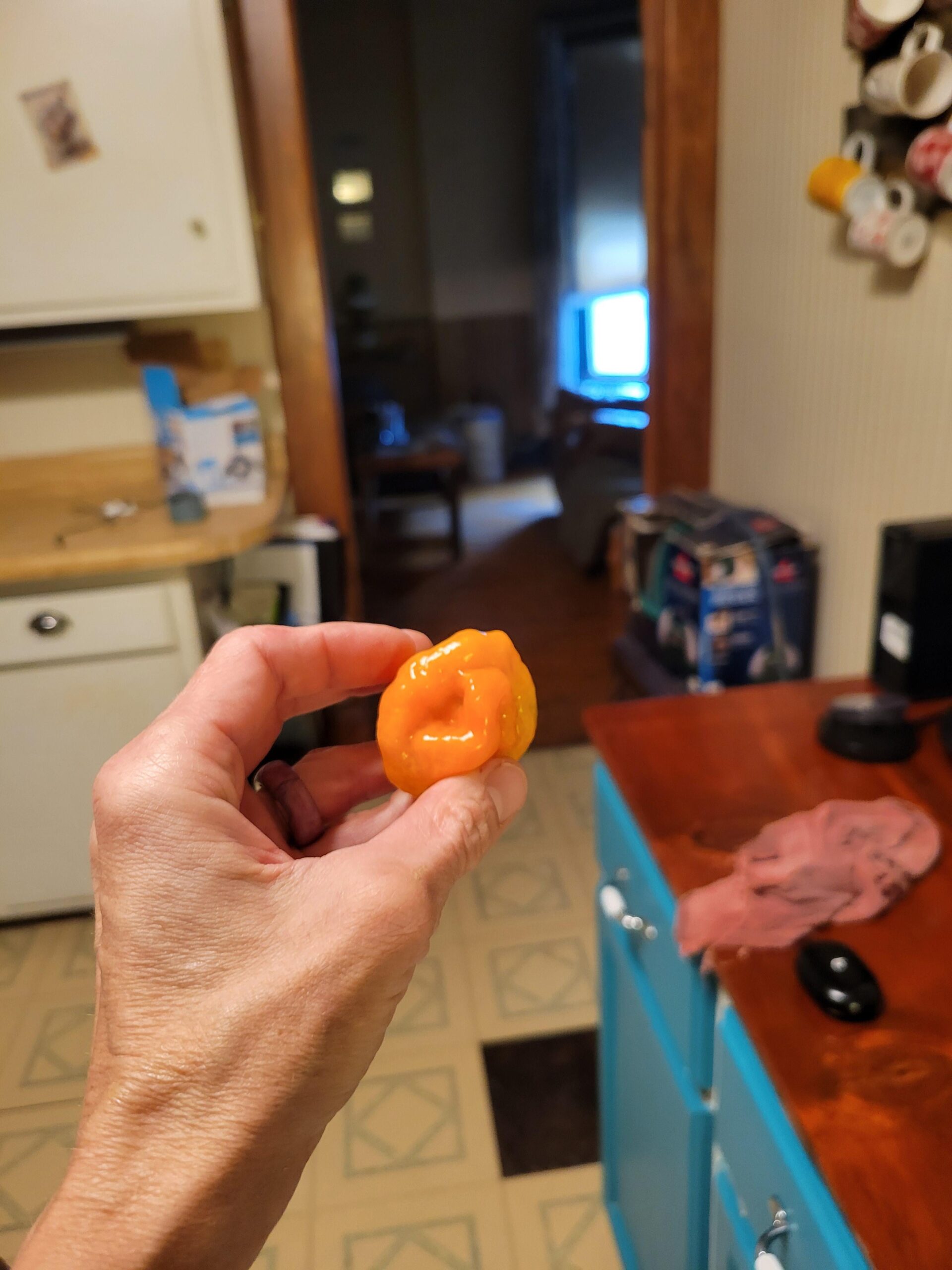 Finally one of my Habs turned orange !!! And the plant is LOADED with ...