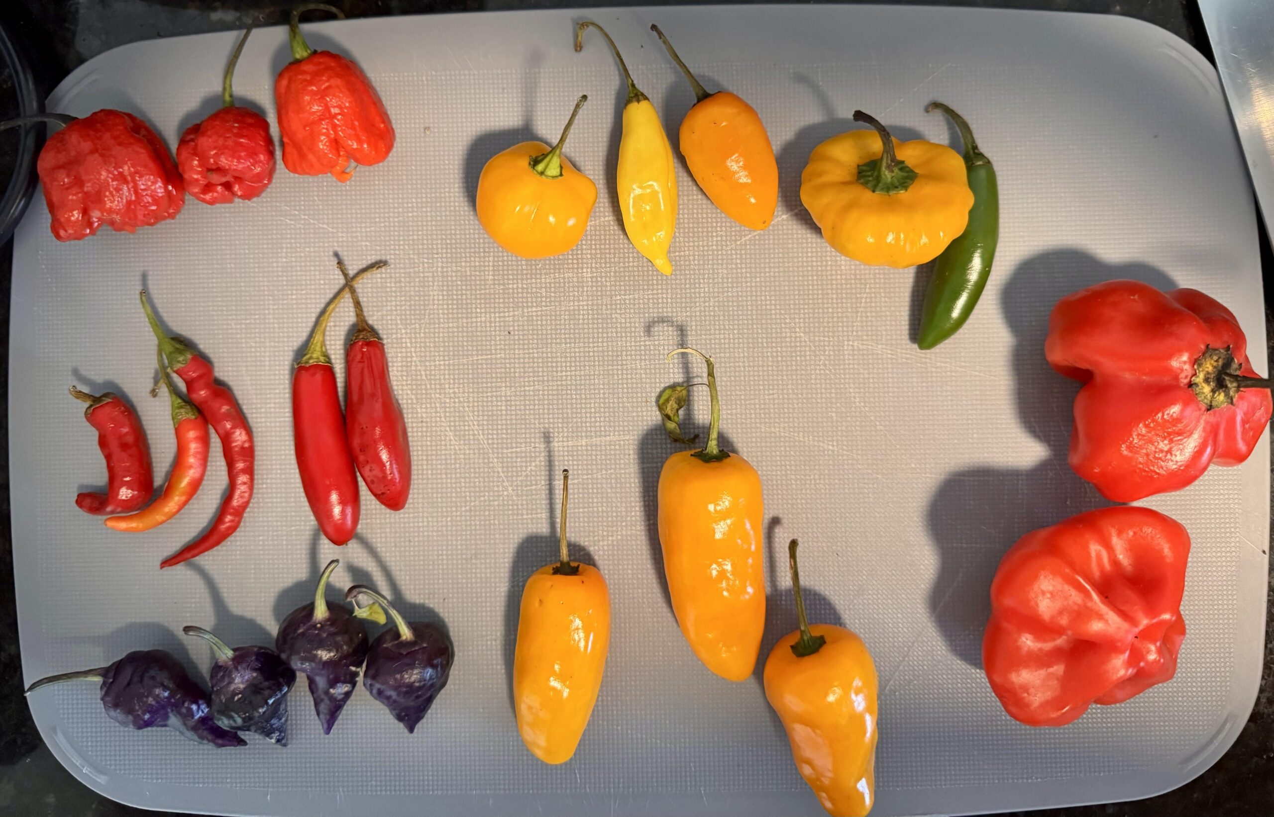 Help identify these peppers! - Chili Chili