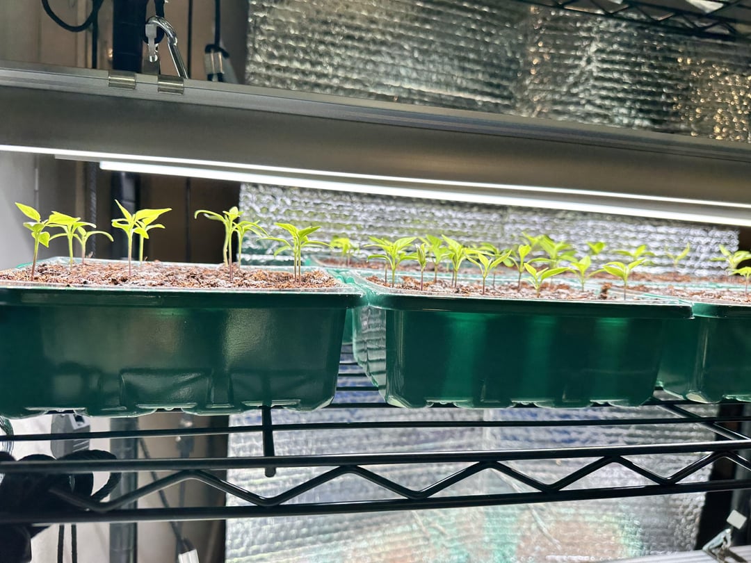 When to repot v2.0 - Chili Chili