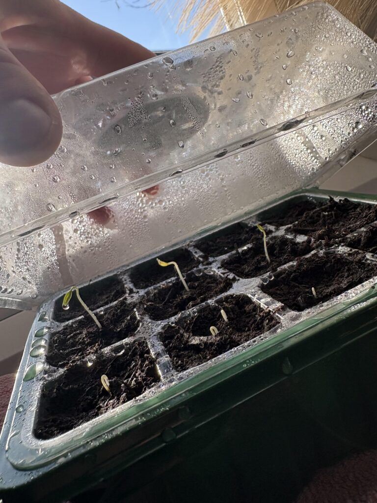 What next? Germination after 7 days - Chili Chili